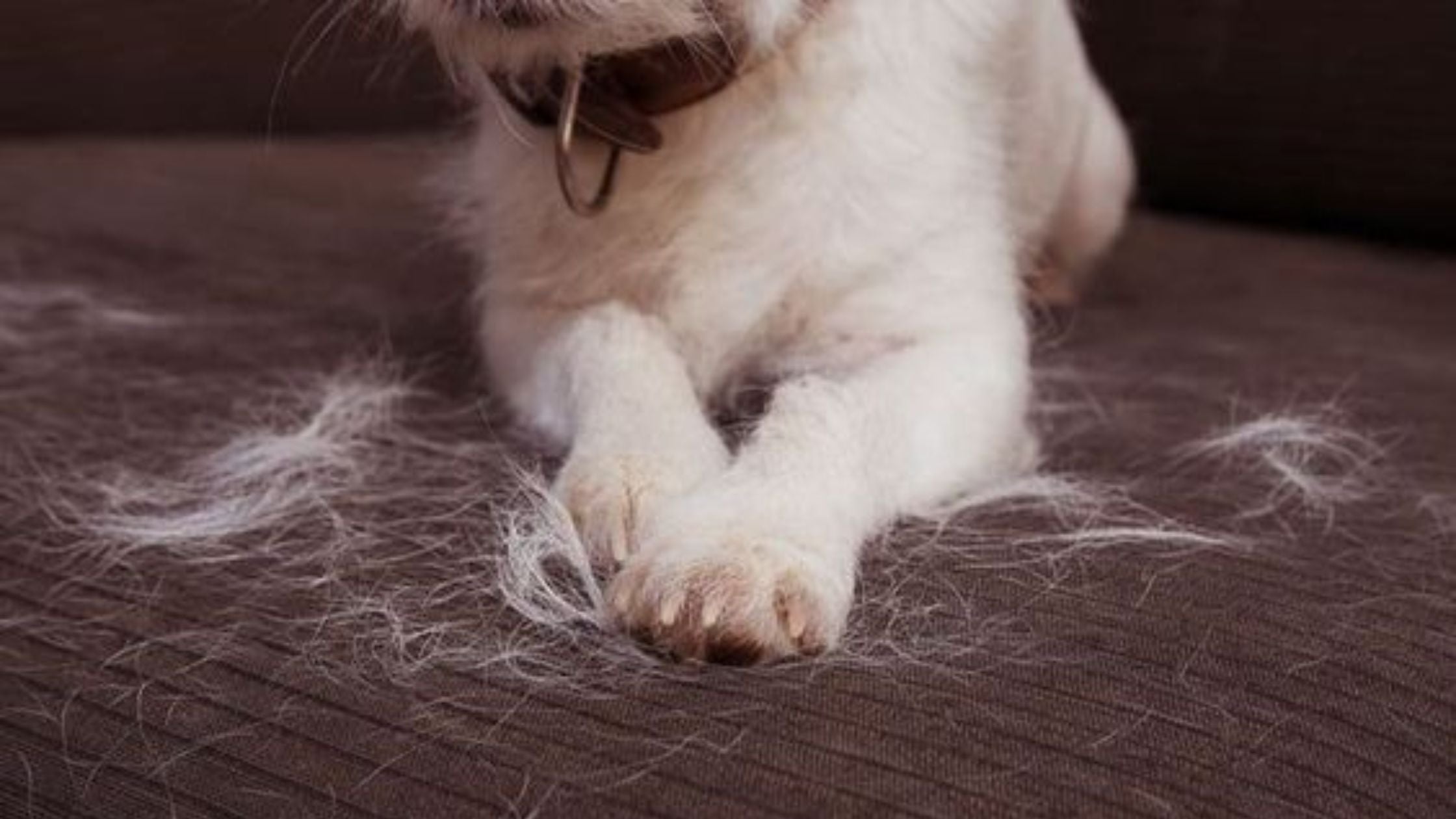 Hairfall vs. Hairloss - What's The Difference? – The Basics Woman